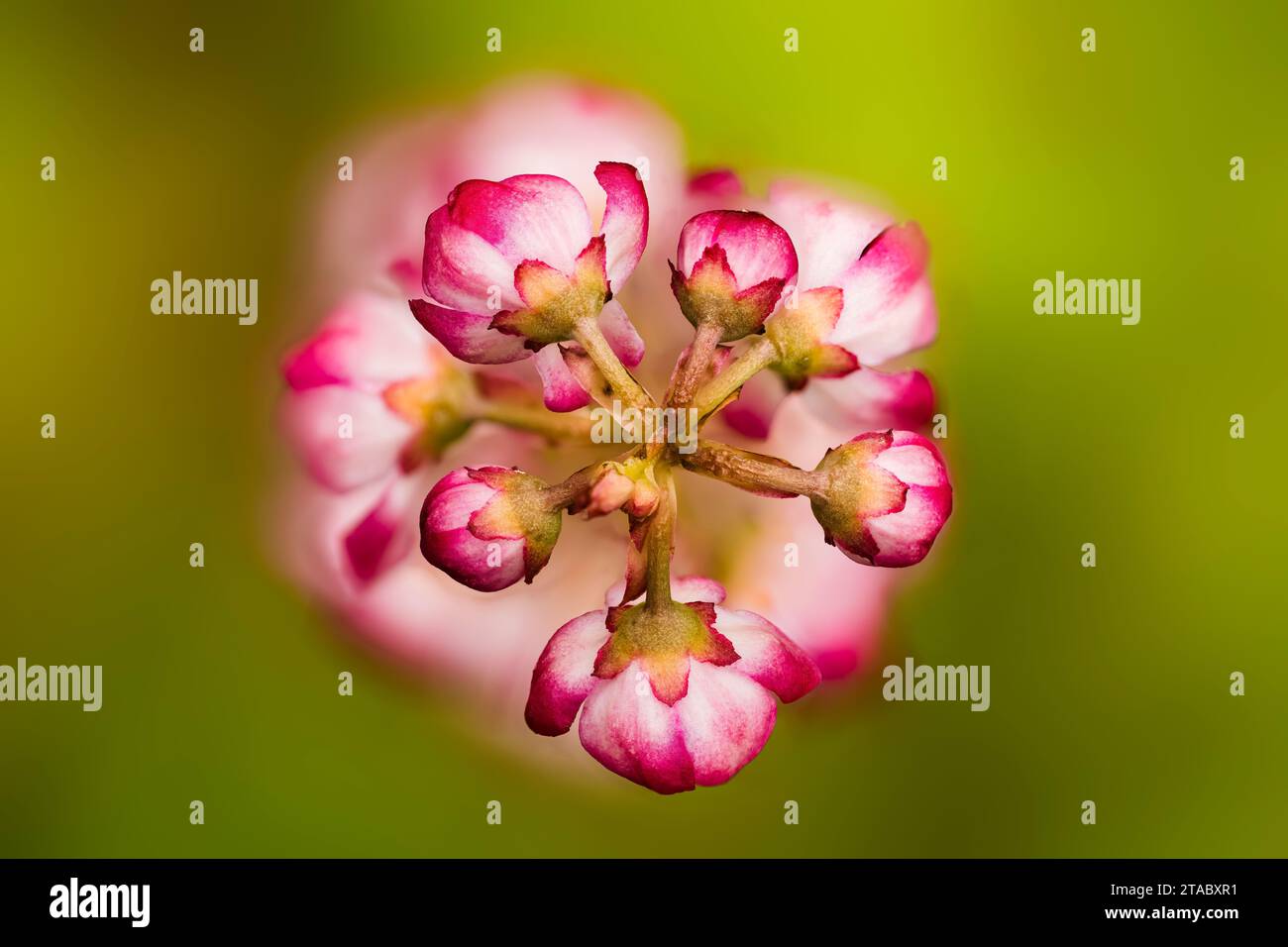 Pyrola asarifolia hi-res stock photography and images - Alamy