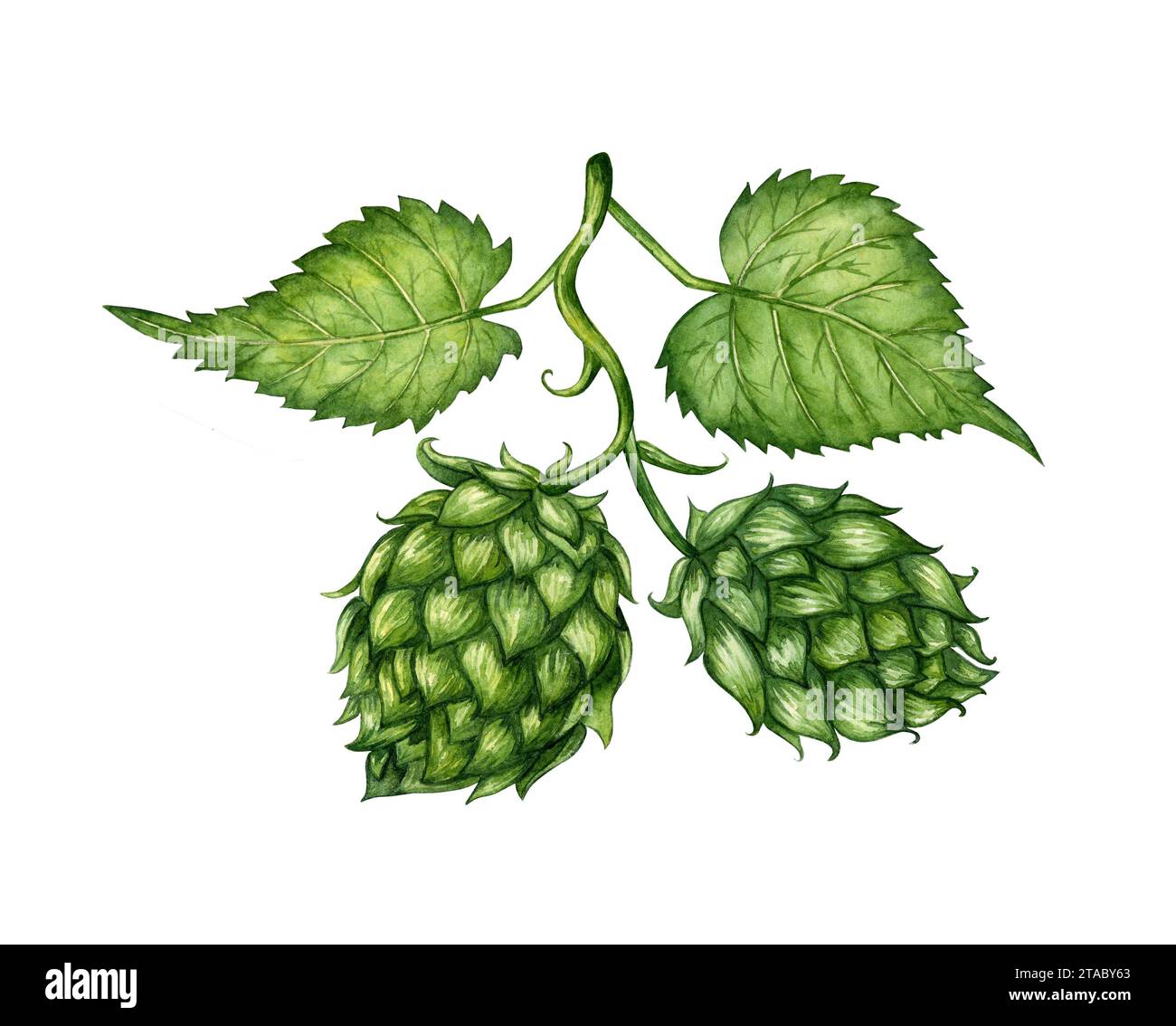 Watercolor illustration of a branch of fresh green hops for use in the ...