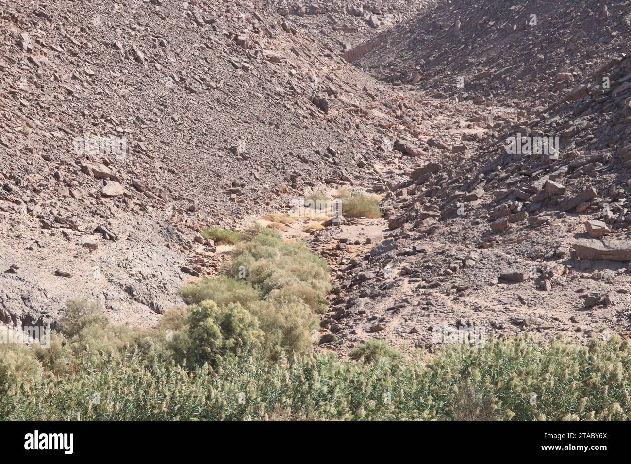 Green reeds in the desert near Aswan, Egypt Stock Photo - Alamy