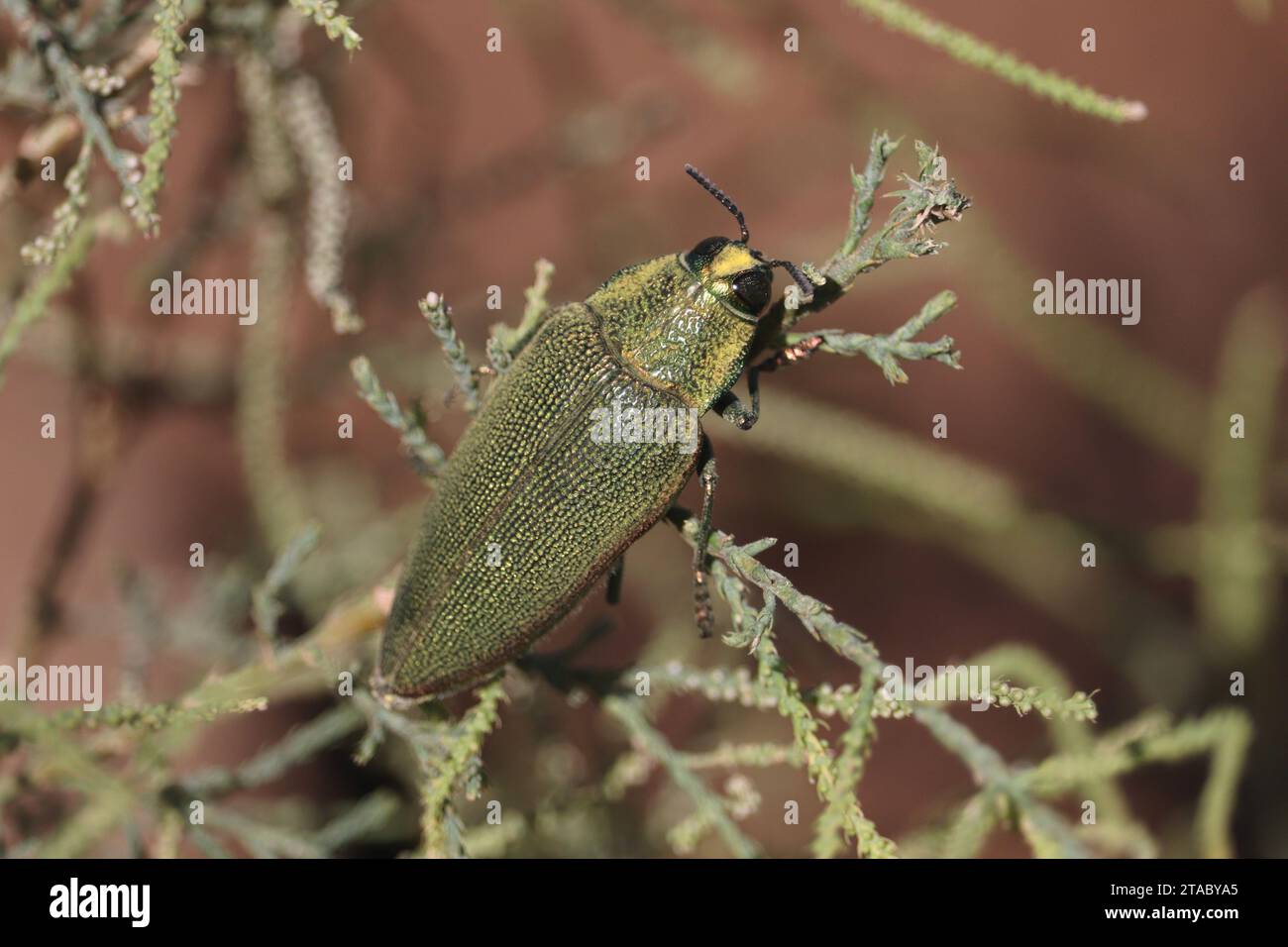 Jewel beetle hi-res stock photography and images - Alamy
