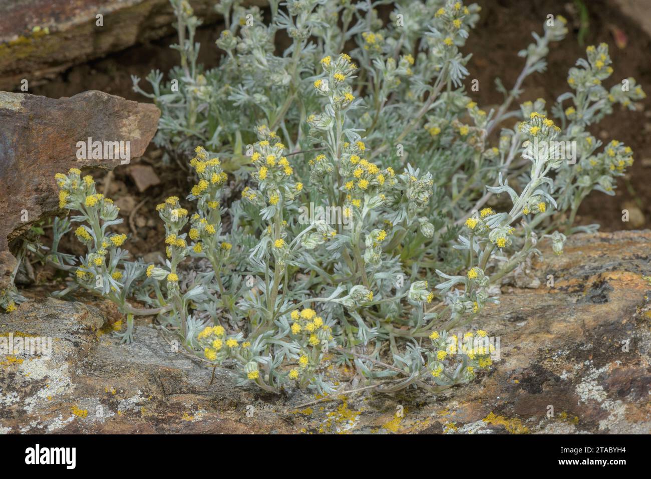 Genepi blanco hi-res stock photography and images - Alamy