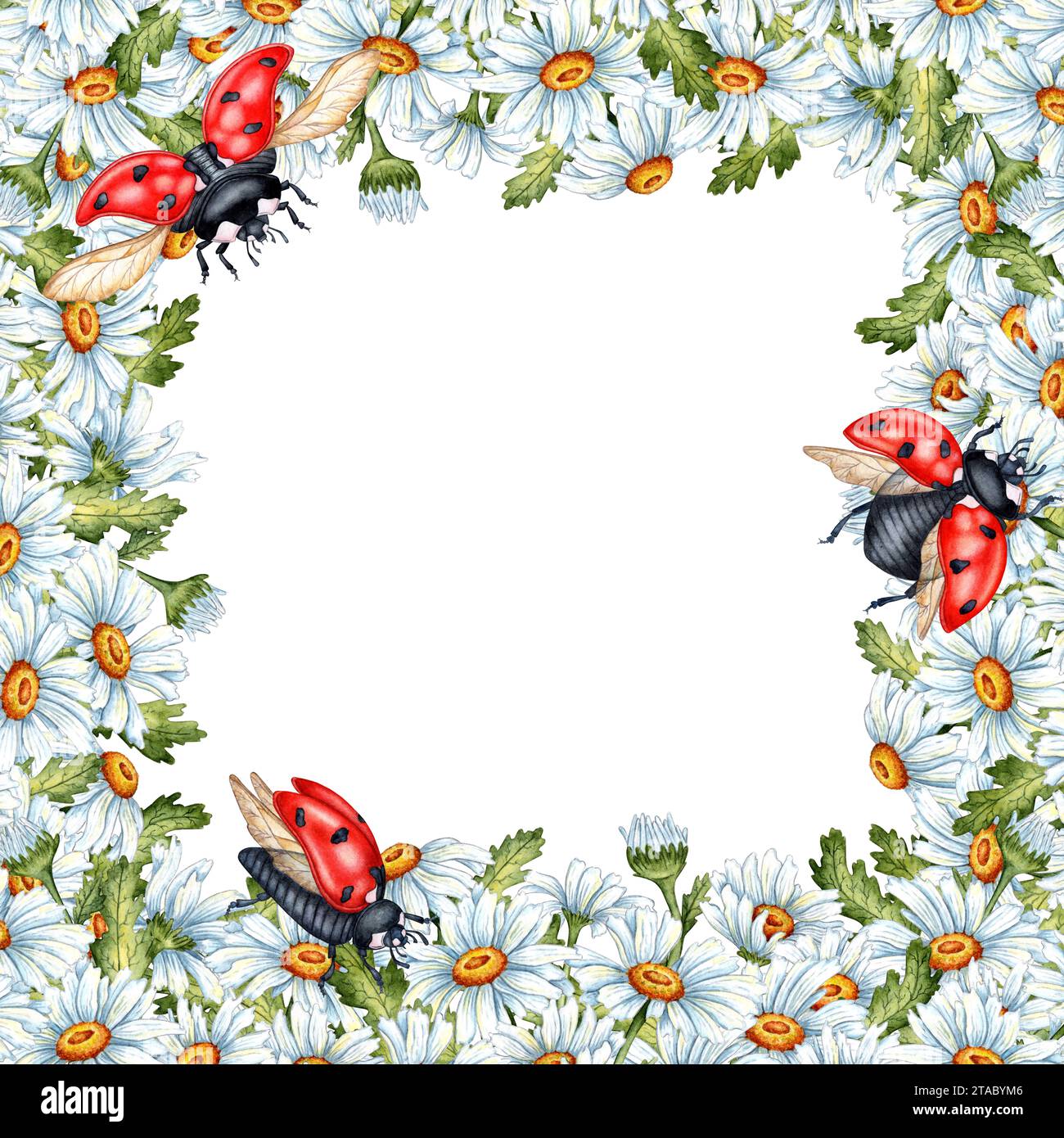 Watercolor illustration of a square frame of daisies, leaves with red ...