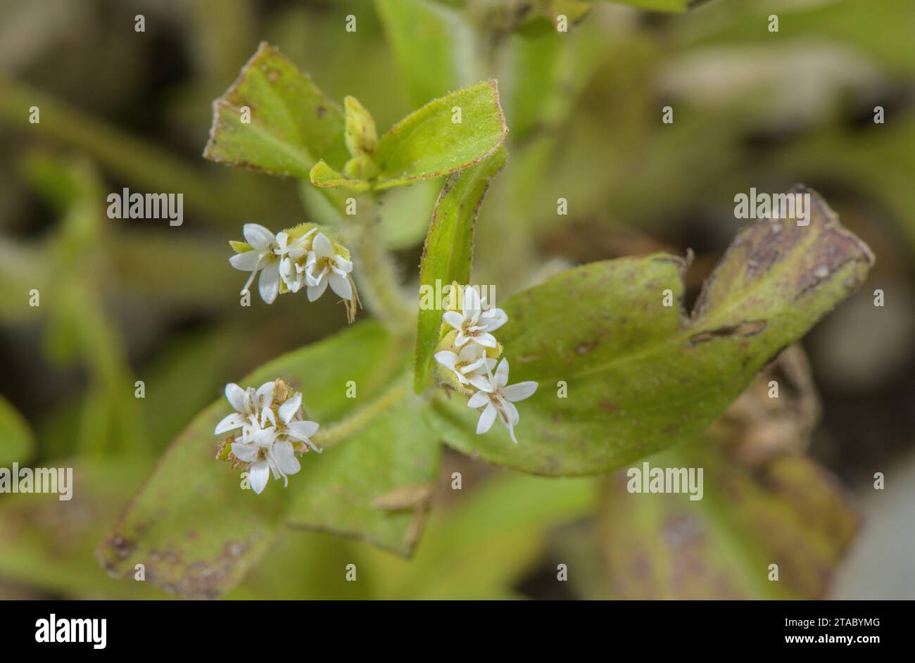 Candyleaf hi-res stock photography and images - Alamy