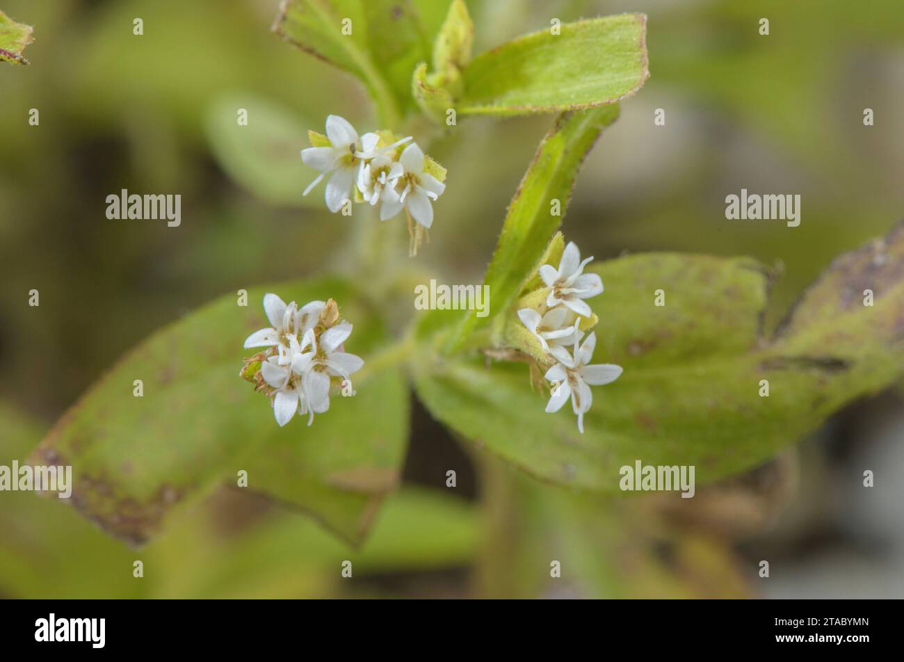 Candyleaf hi-res stock photography and images - Alamy