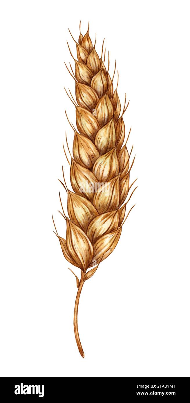 Watercolor illustration of ripe wheat cob, dried stalk, grain isolated ...