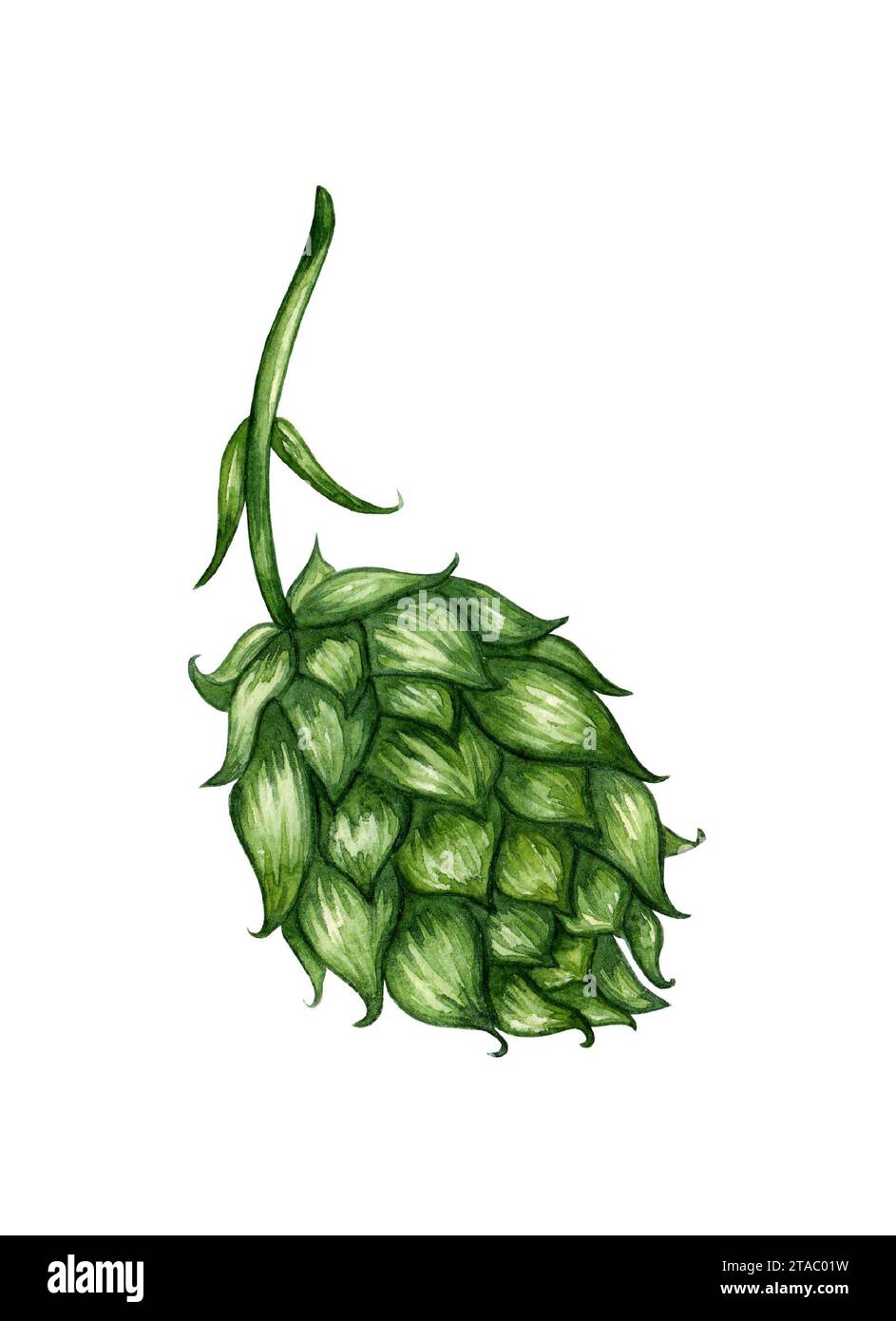 Watercolor illustration of a branch of fresh green hops for use in the ...
