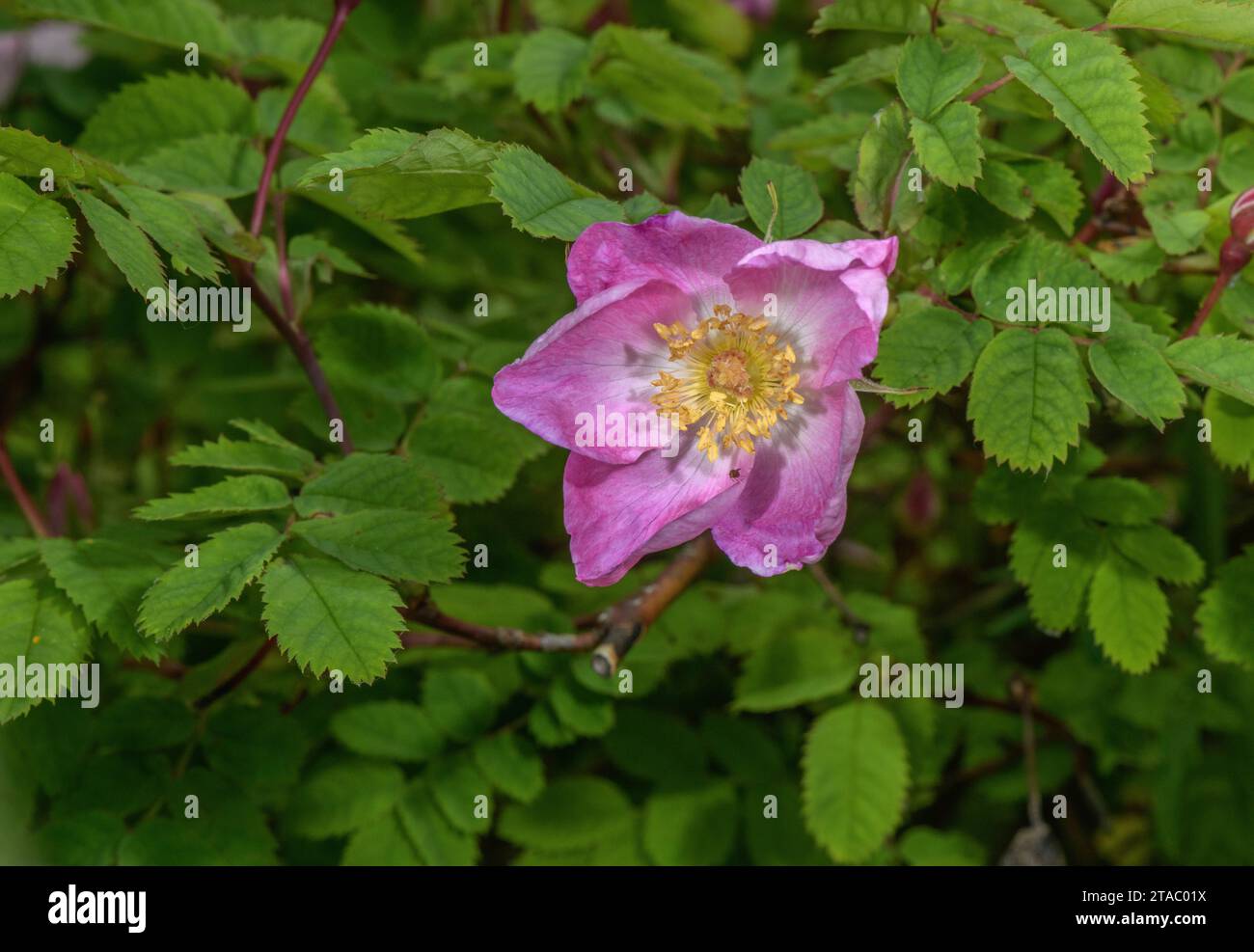Montaña rosa hi-res stock photography and images - Alamy
