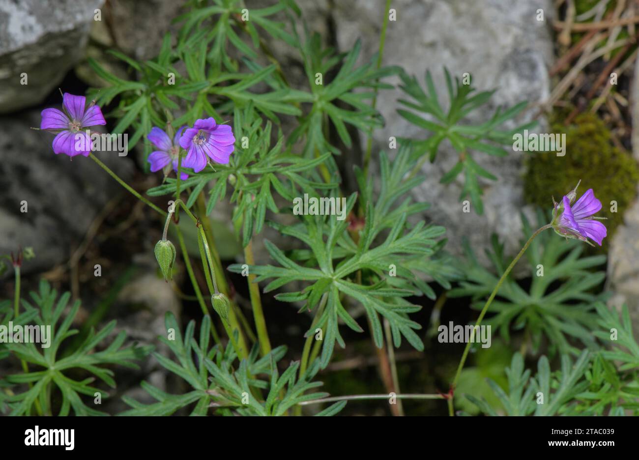 Long-stalked crane's-bill, Geranium columbinum in flower on limestone ...