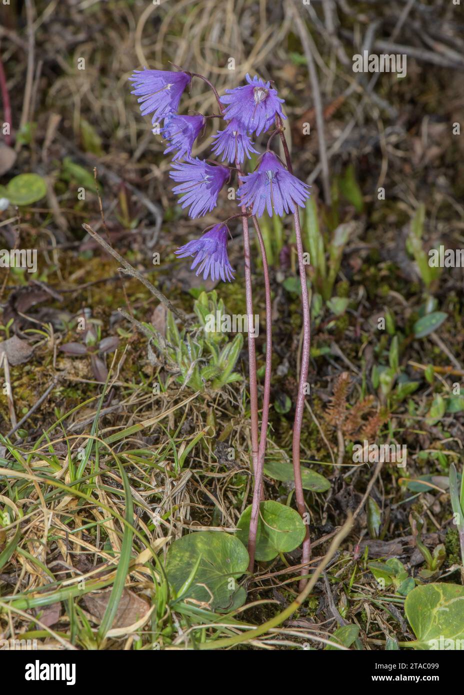 Soldanella alpina hi-res stock photography and images - Alamy