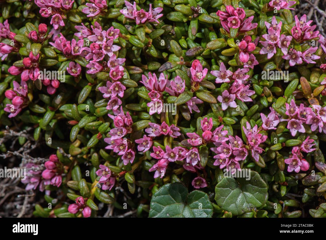 Creeping Azalea, Loiseleuria procumbens, in flower on acid soil in the ...