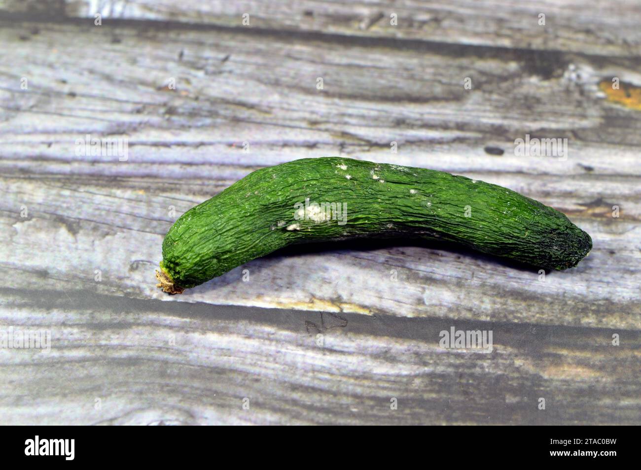 cucumber with mold, mould is one of the structures that certain fungi ...
