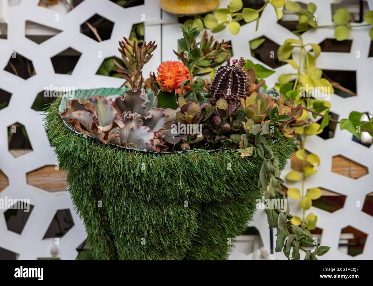 Floristic composition of cacti and sedum on the promenade in ...