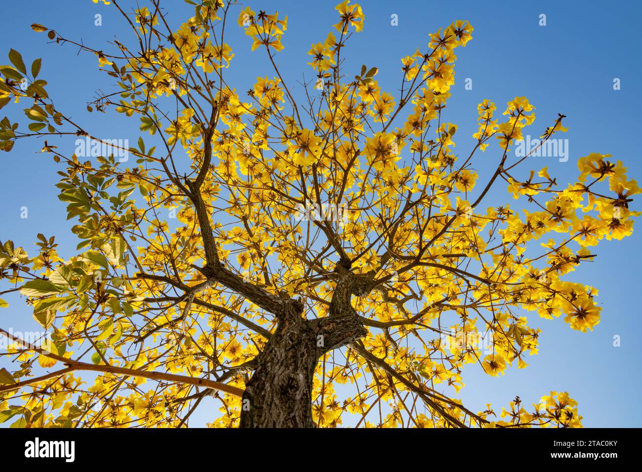 blooming Guayacan or Handroanthus chrysanthus or Golden Bell Tree ...
