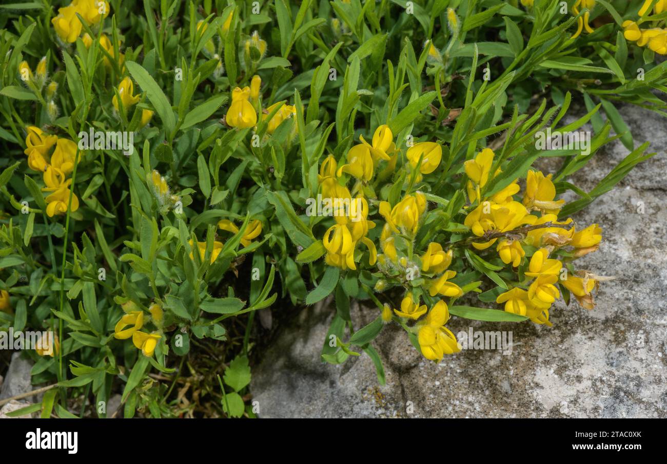 Silky-leaved broom, Genista sericea in flower on limestone ledge ...