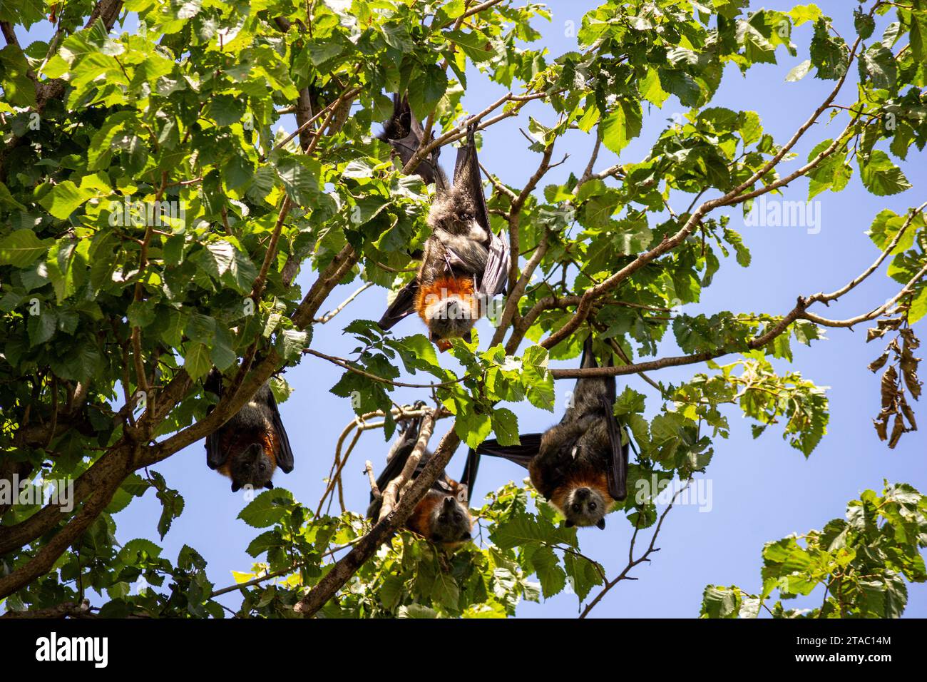 Bats colonies hi-res stock photography and images - Alamy