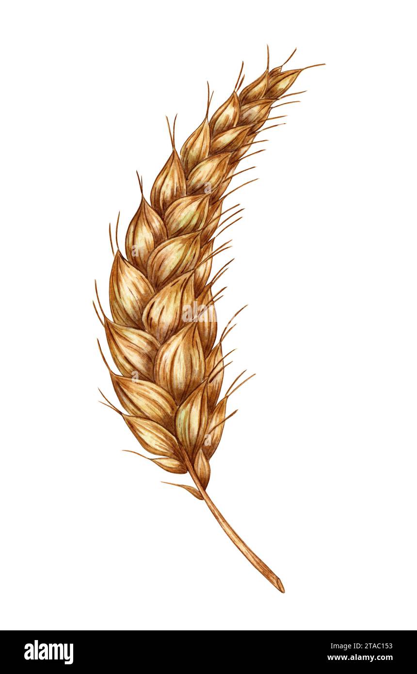 Watercolor illustration of ripe wheat cob, dried stalk, grain isolated ...