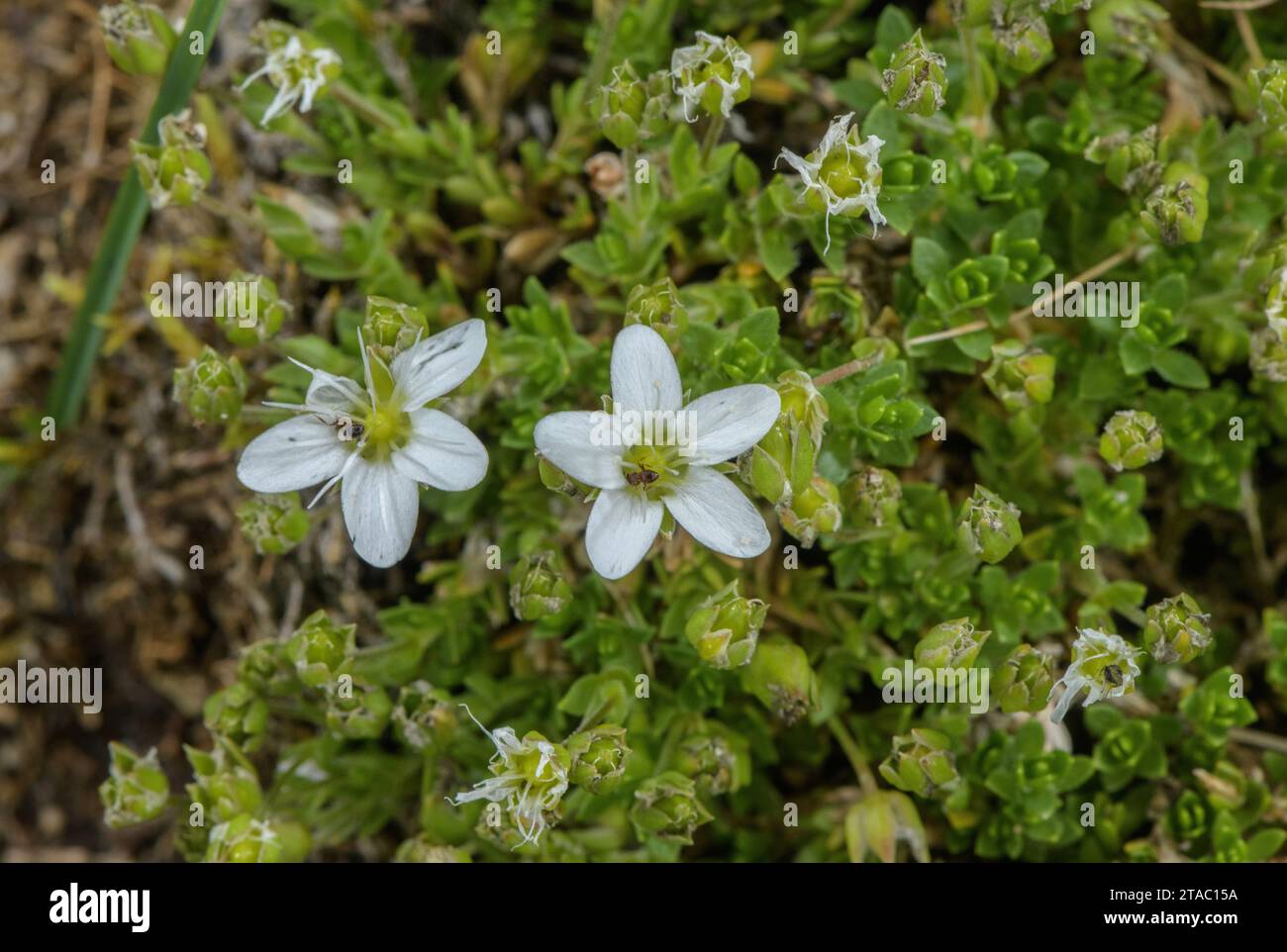 Arenaria ciliata hi-res stock photography and images - Alamy