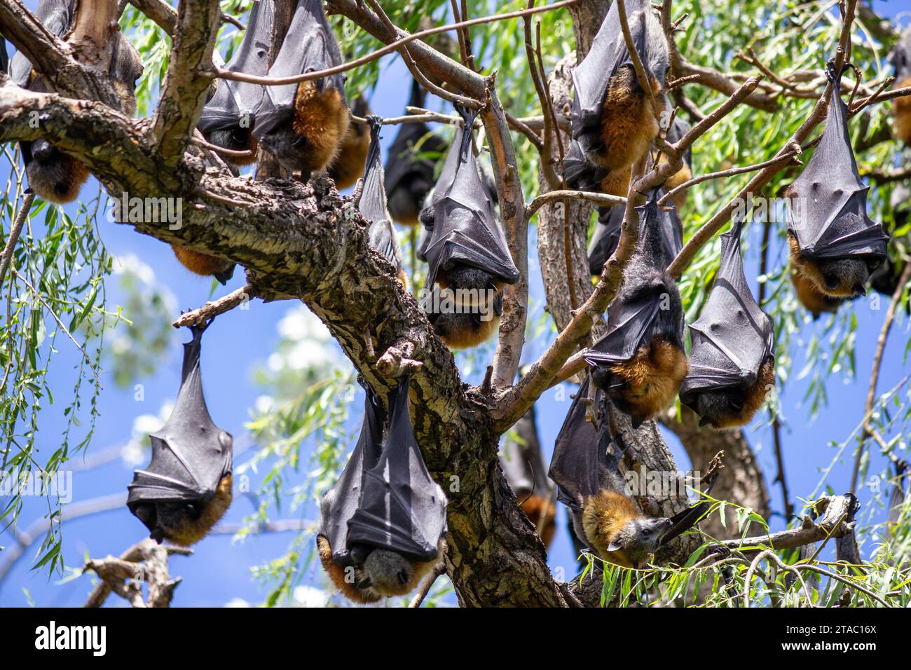 Fruit bats, flying foxes, pteropus hanging from trees Stock Photo - Alamy