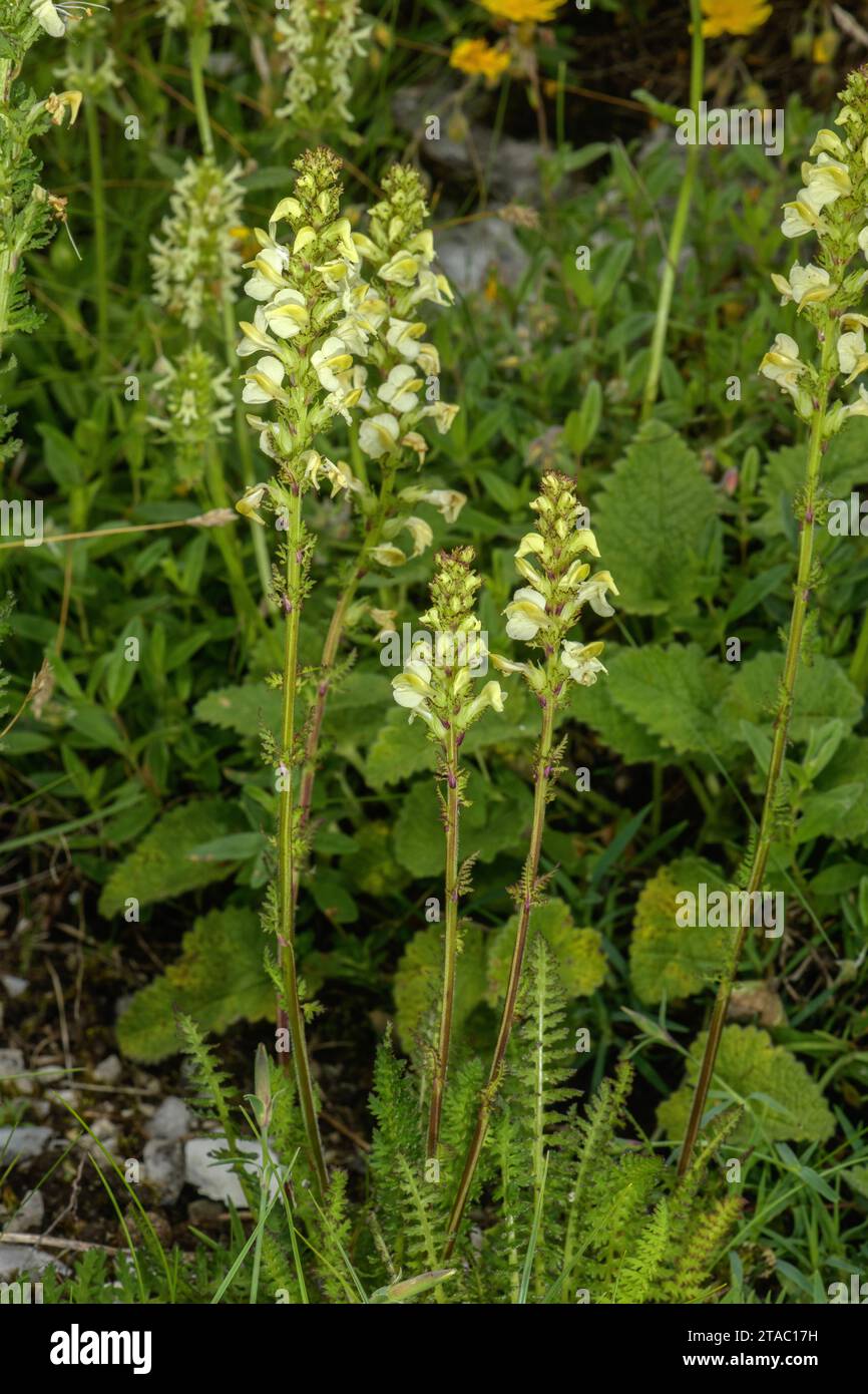 Tall lousewort hi-res stock photography and images - Alamy