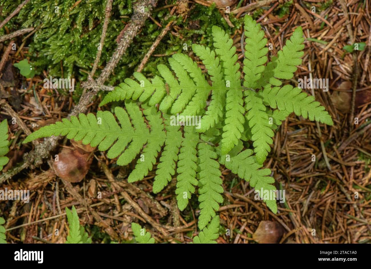 Beech Fern, Phegopteris connectilis, frons in montane woodland Stock ...