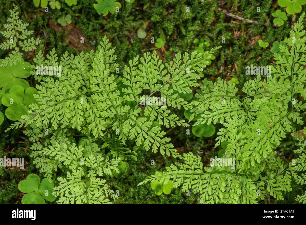 Sudetan bladder fern, Cystopteris sudetica fronds; an arctic-alpine ...