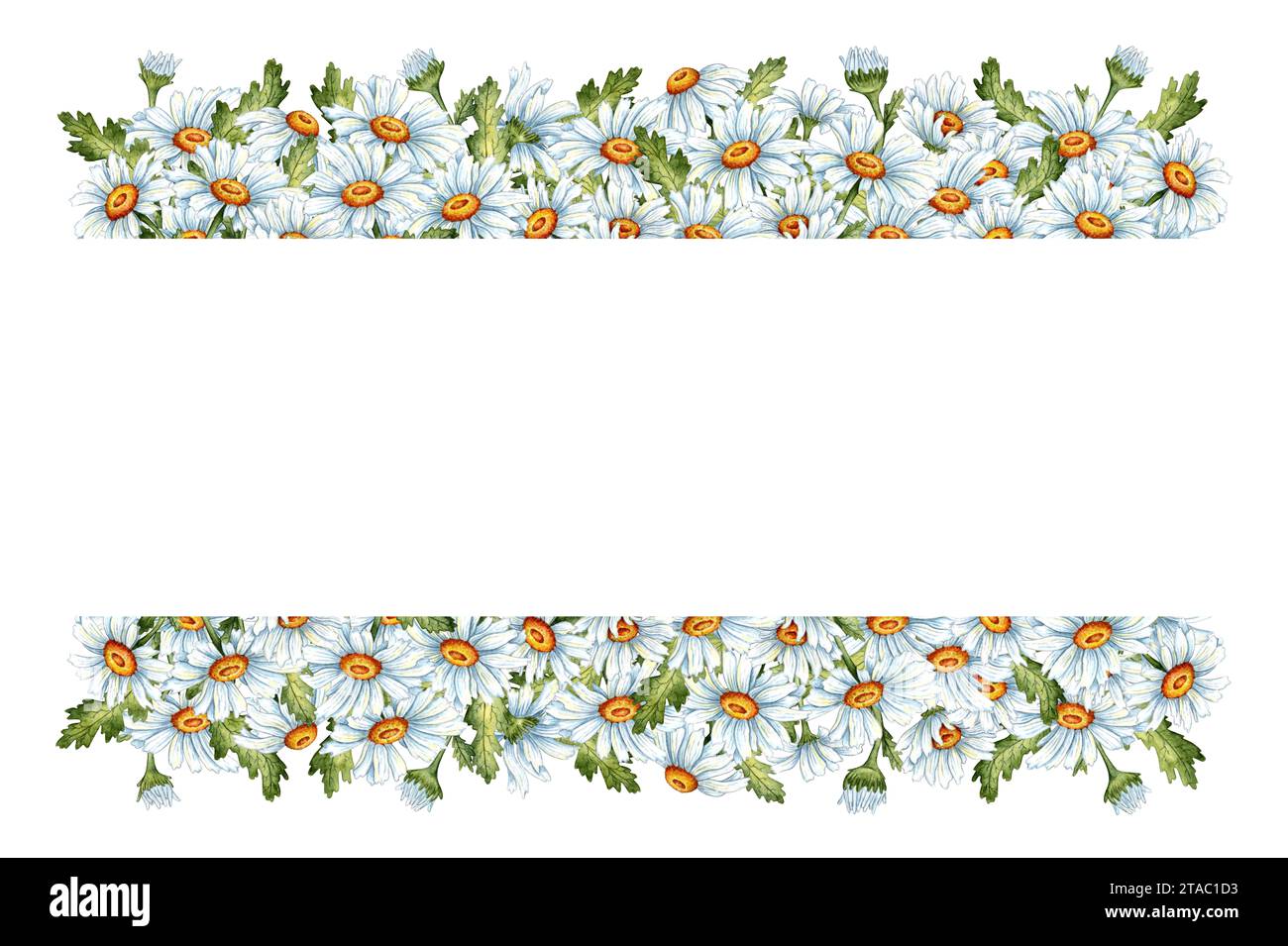 Watercolor illustration of a border frame of daisies, leaves and buds ...