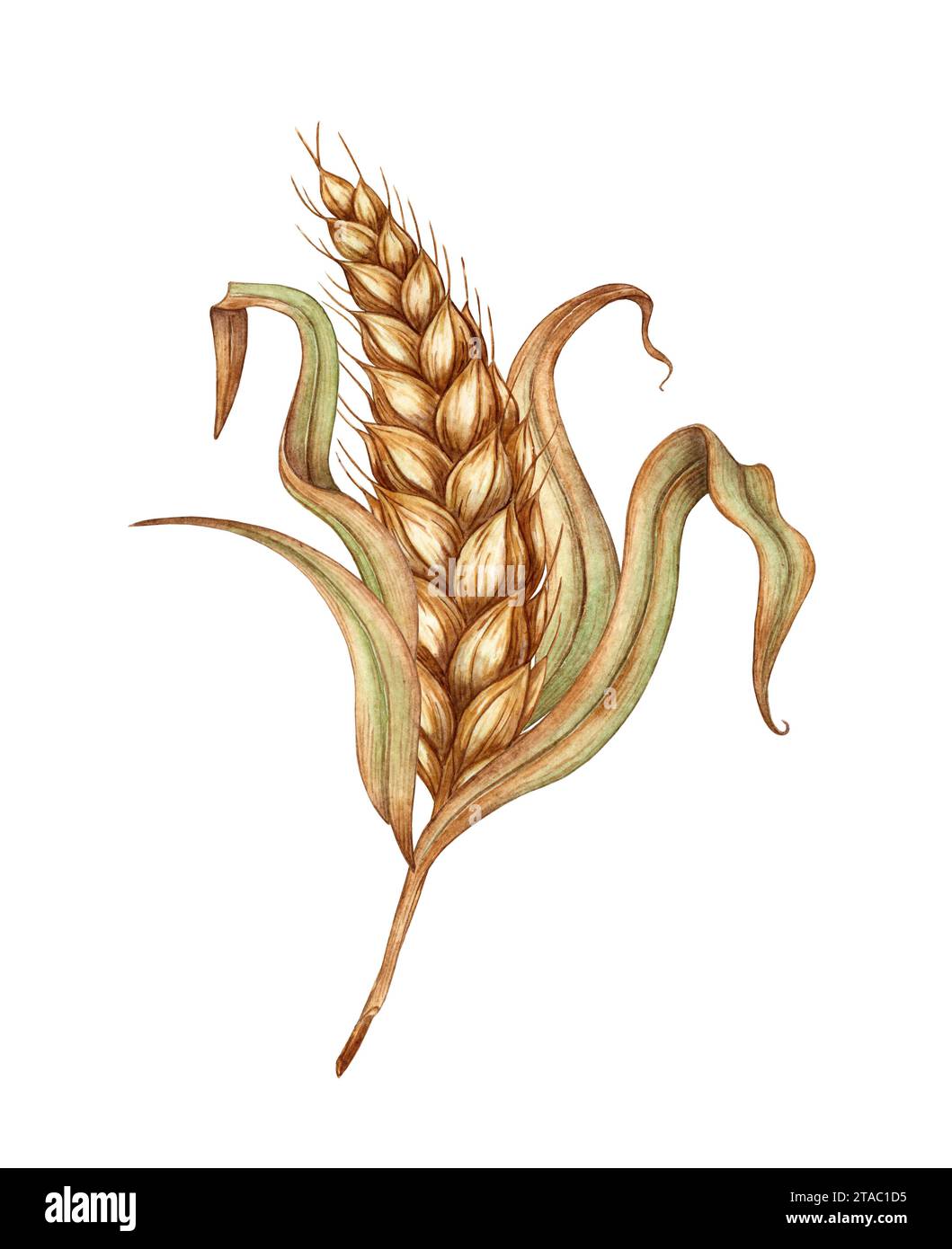 Watercolor illustration of ripe wheat cob with leaves, dried stem ...