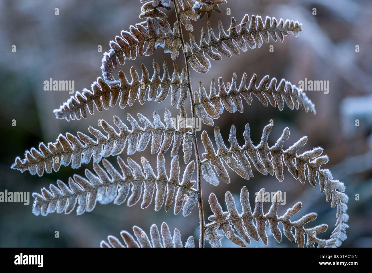 Winter landscape after the first snowfall Stock Photo - Alamy