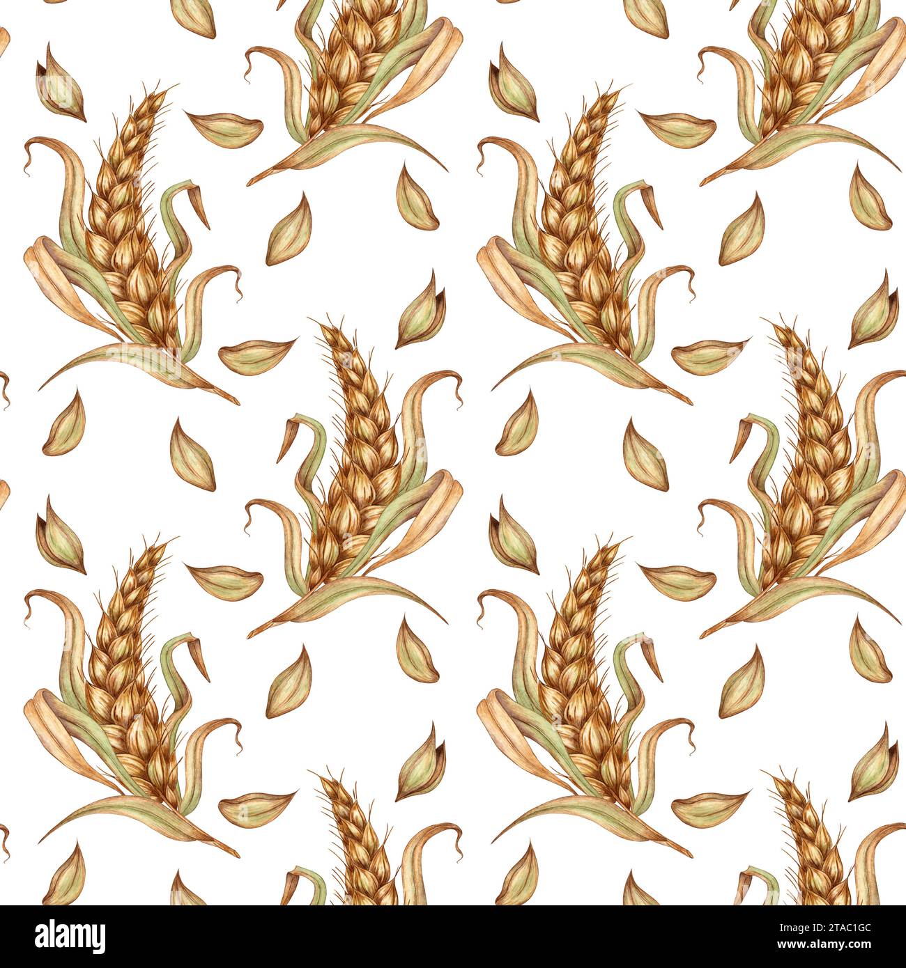 Watercolor illustration pattern of ripe wheat cob, dried stalk, grain ...