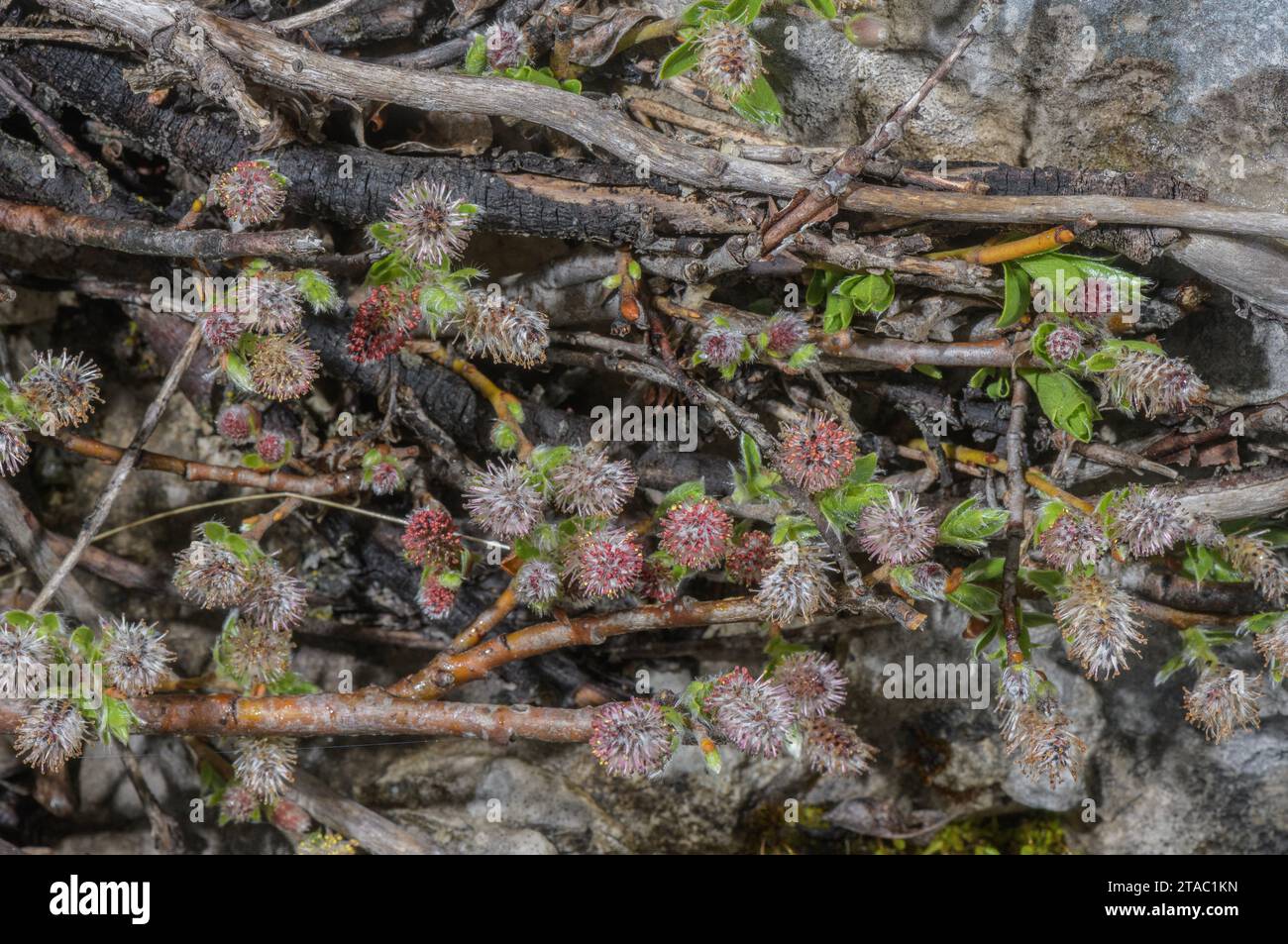 Alpine willow, Salix alpina, in flower with male catkins, in the ...