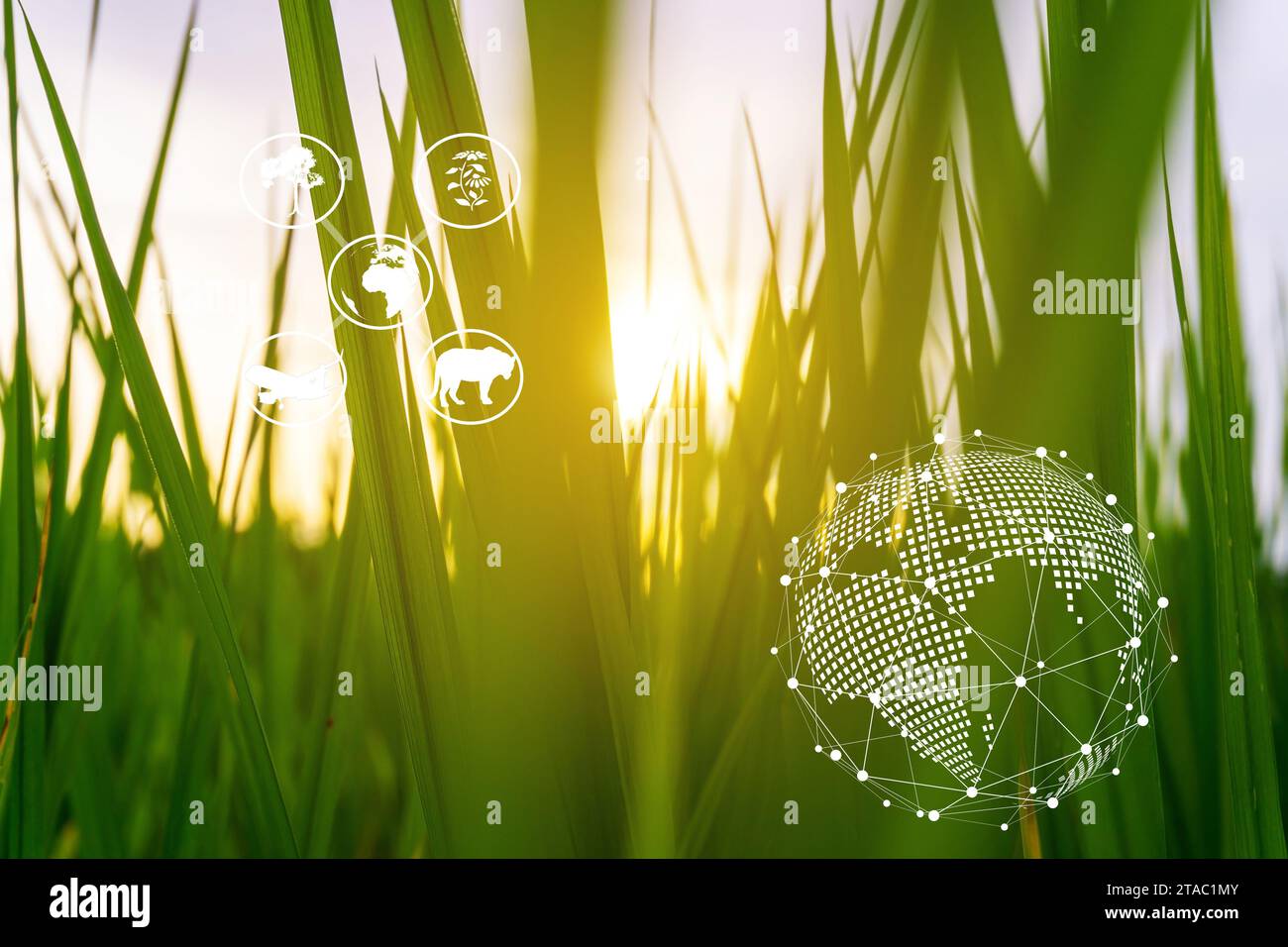 Ecosystem and preserve nature and sustainable concept, Forest travel ...