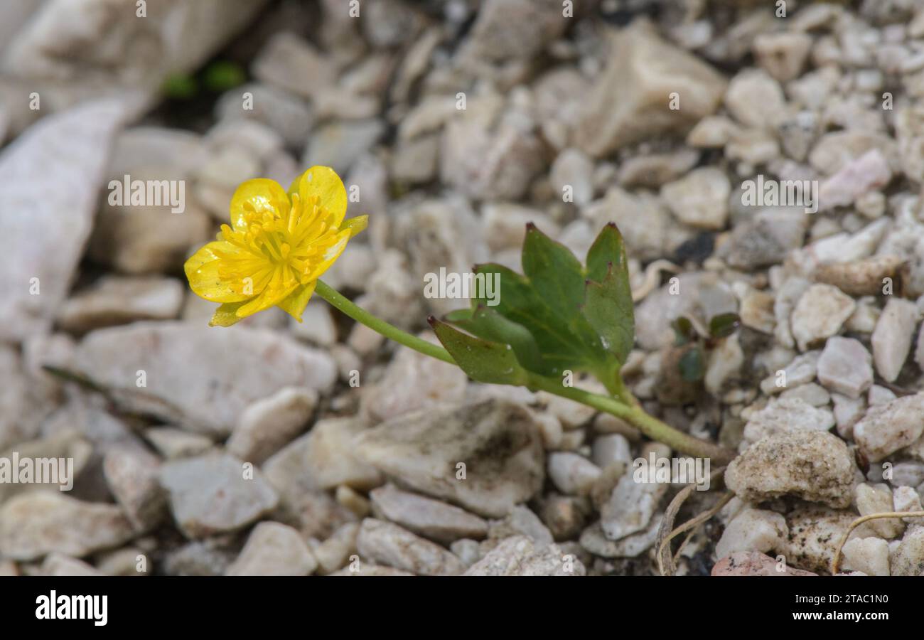Hybrid Buttercup, Ranunculus hybrida in flower in the Dolomites Stock ...