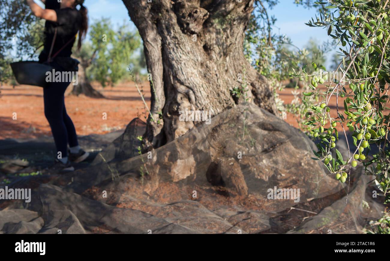 Woman laborer collecting olives carefully from the branch to the basket ...