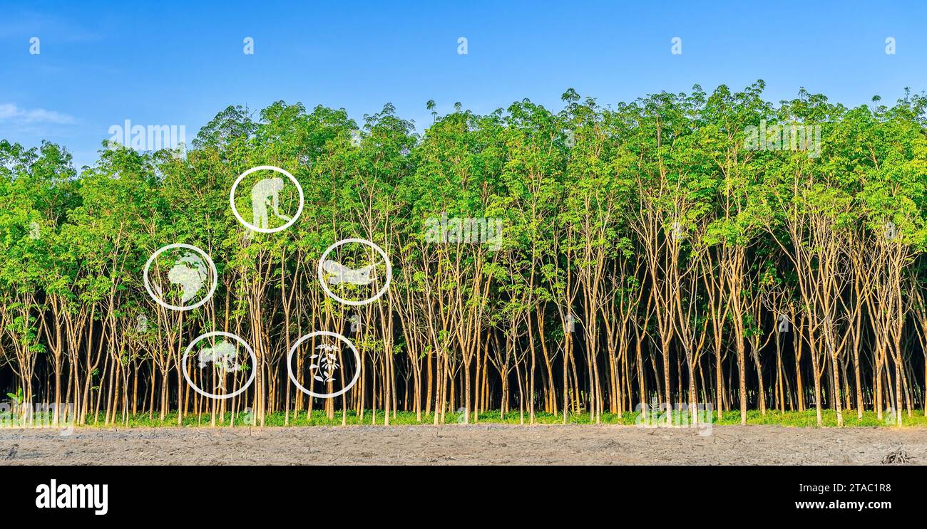 Tourism resources and agricultural learning, Rubber plantation farming ...