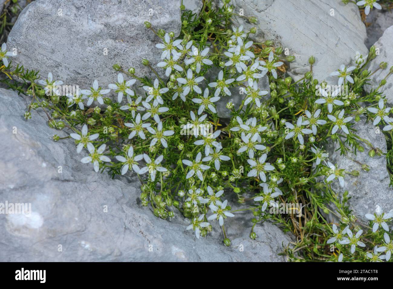 Austrian sandwort hi-res stock photography and images - Alamy