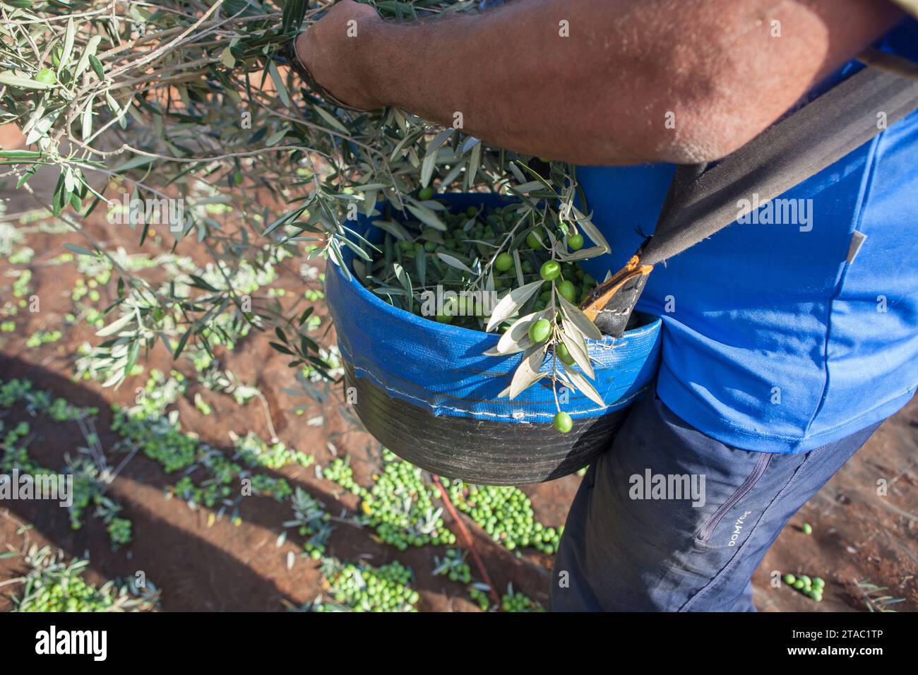 Laborer collecting olives carefully from the branch to the basket ...