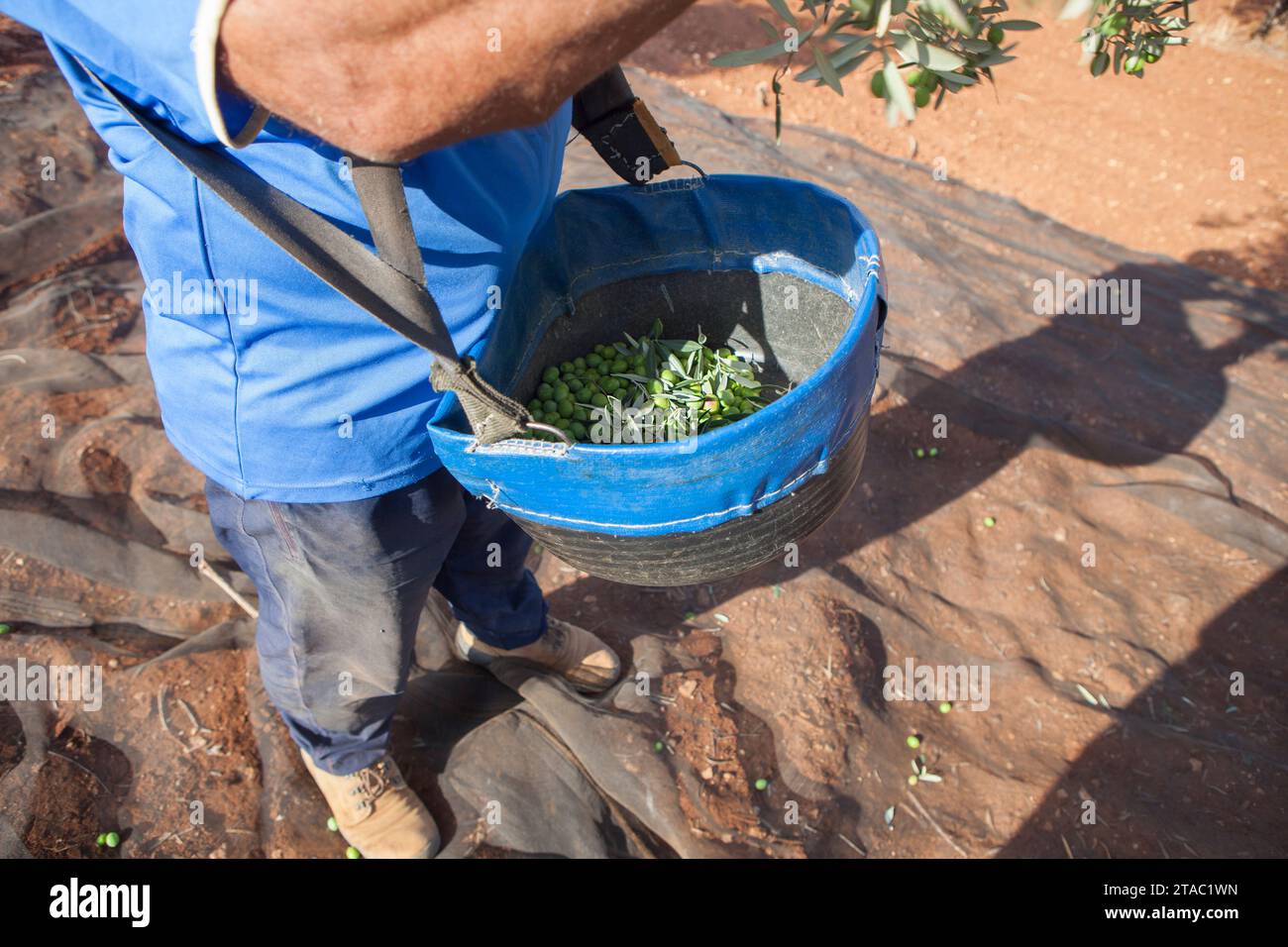Laborer collecting olives carefully from the branch to the basket ...