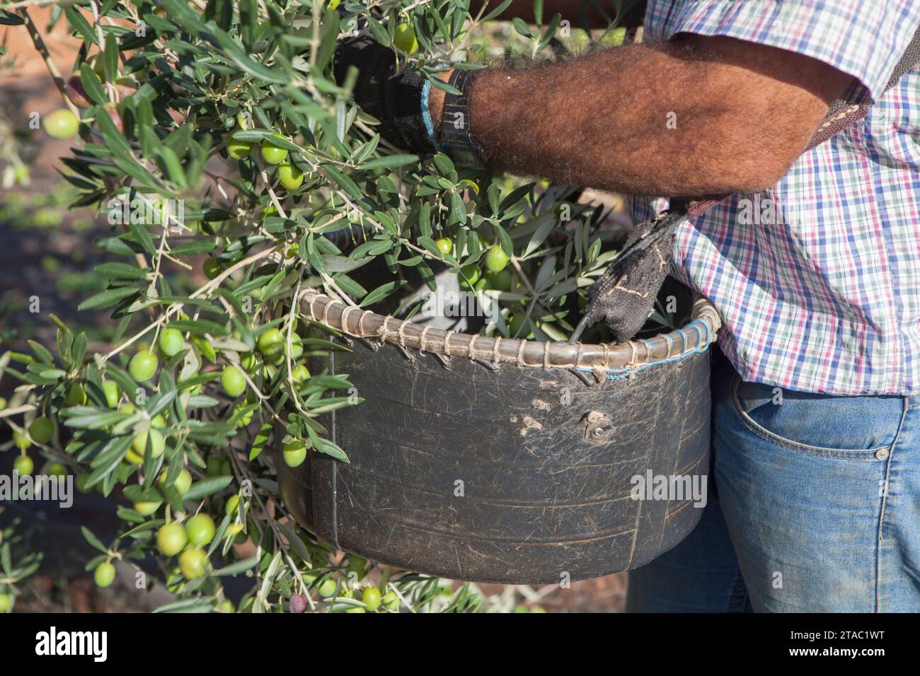 Laborer collecting olives carefully from the branch to the basket ...