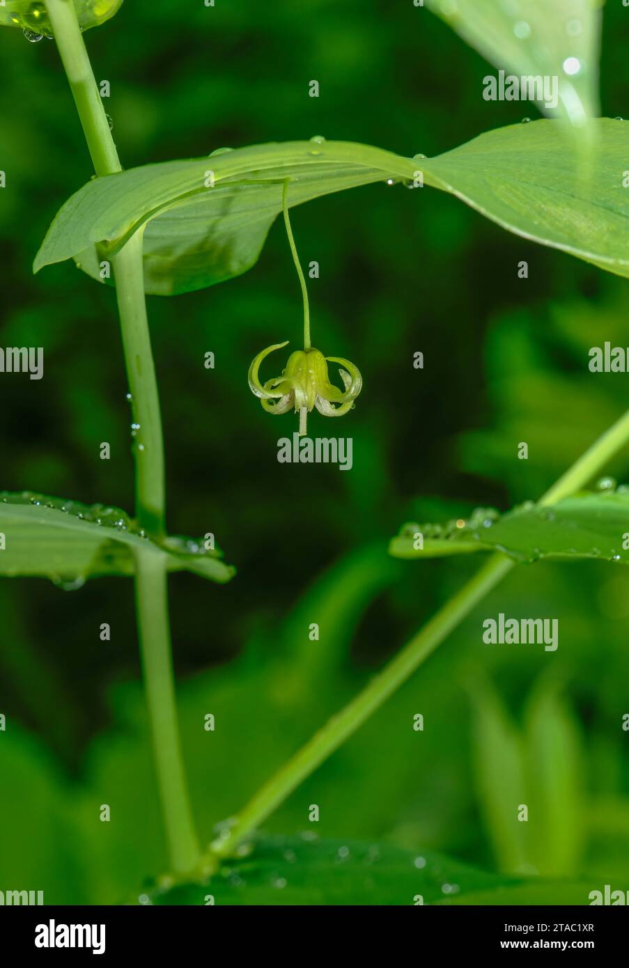 Streptopus hi-res stock photography and images - Alamy