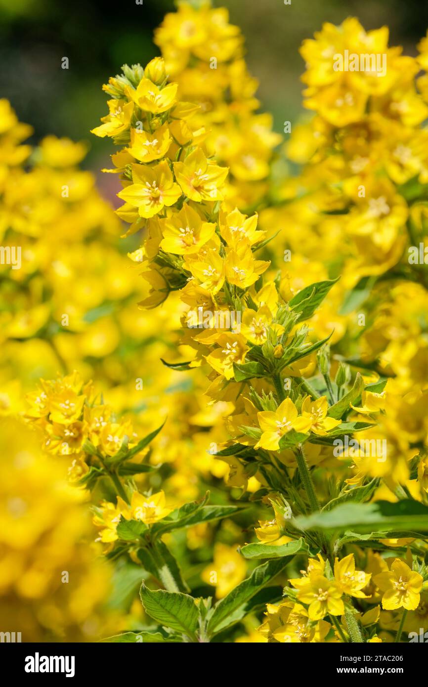Lysimachia punctata verticillata hi-res stock photography and images ...