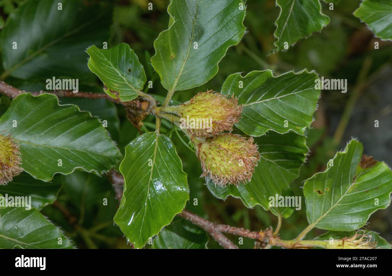 Beech mast fagus sylvatica woodland hi-res stock photography and images ...