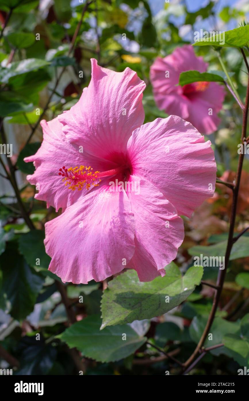 Seminole Pink Hibiscus, Hibiscus rosa-sinensis Seminole Pink, large ...