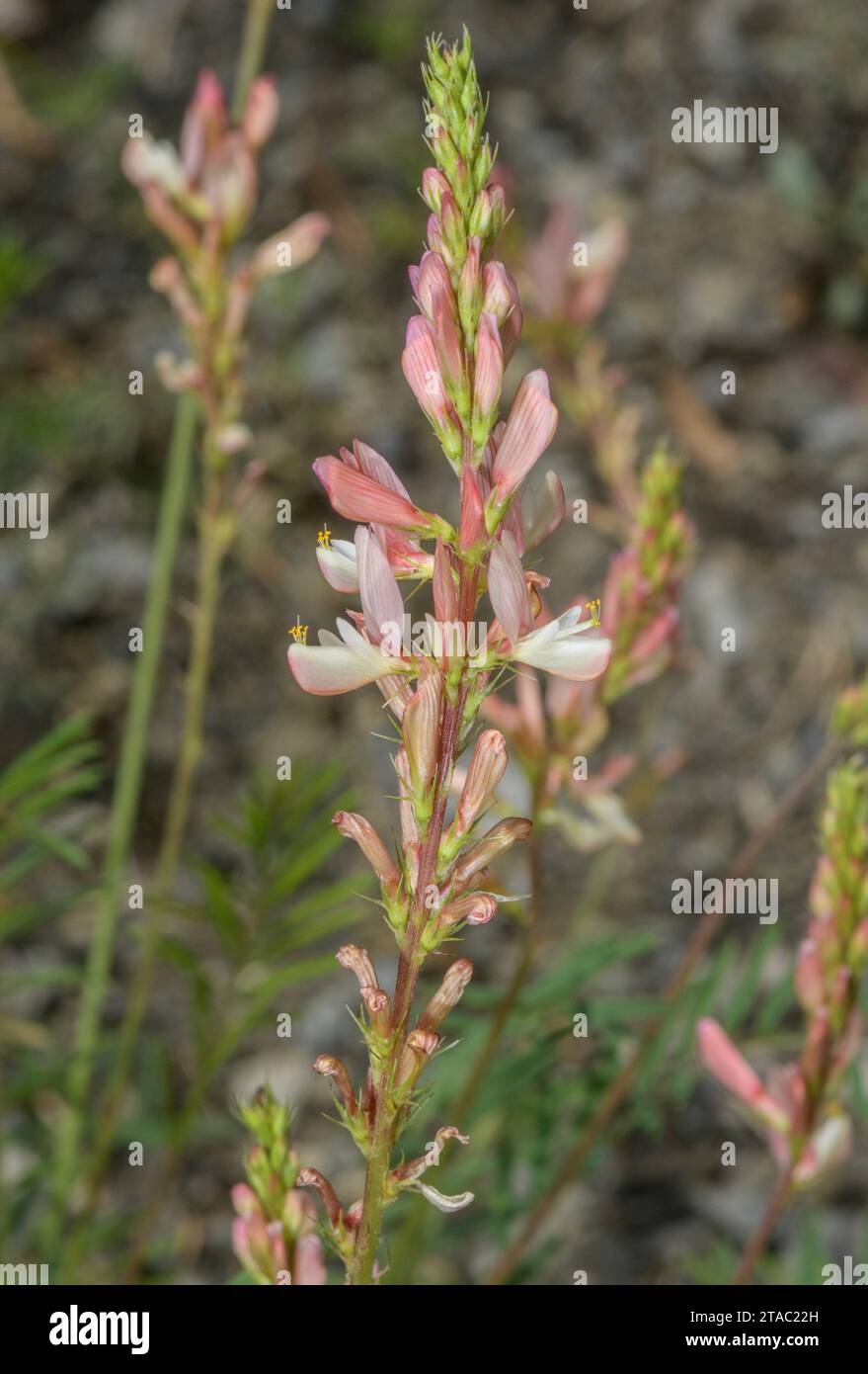 Rock sainfoin hi-res stock photography and images - Alamy
