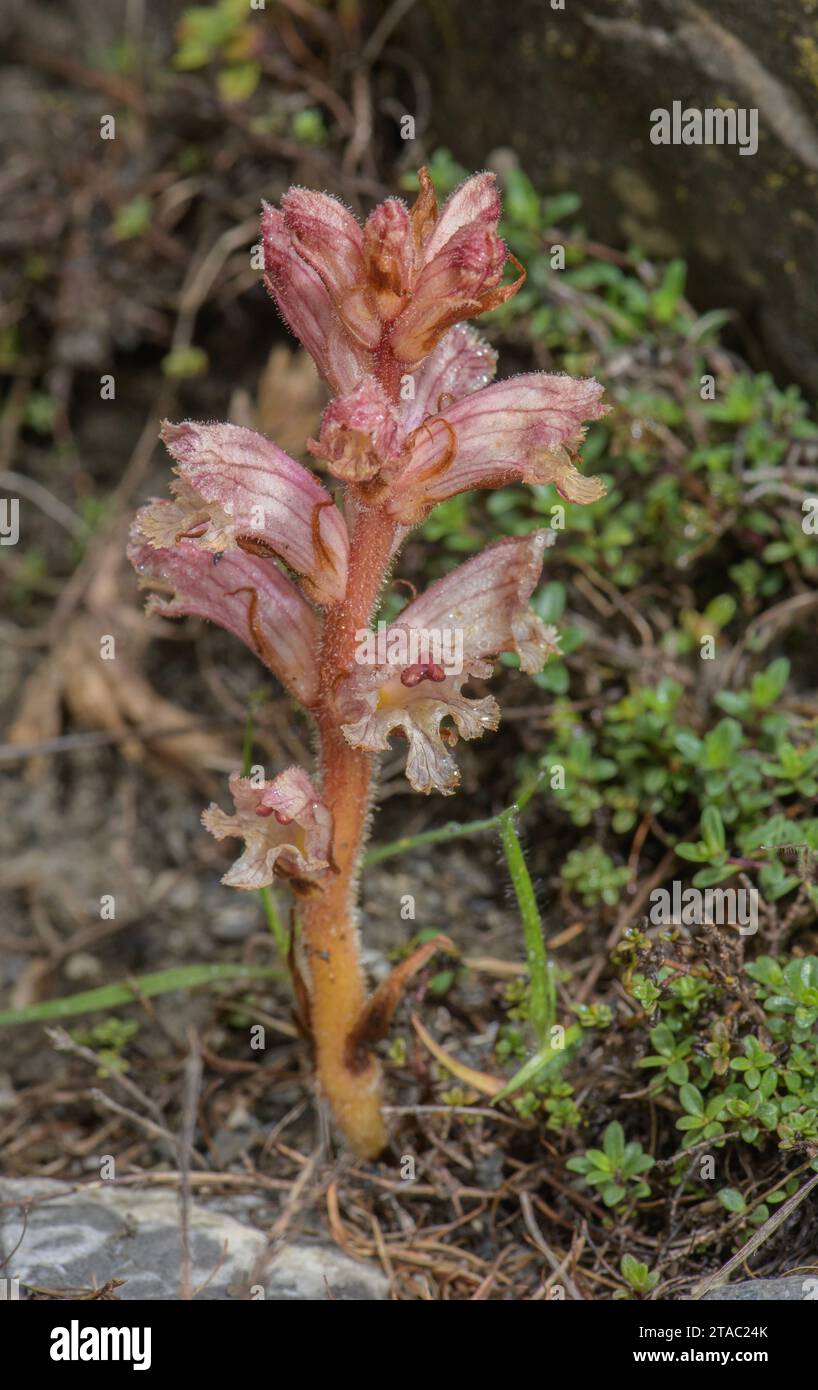 Thyme broomrape, Orobanche alba, parasitic on Wild Thyme Stock Photo ...