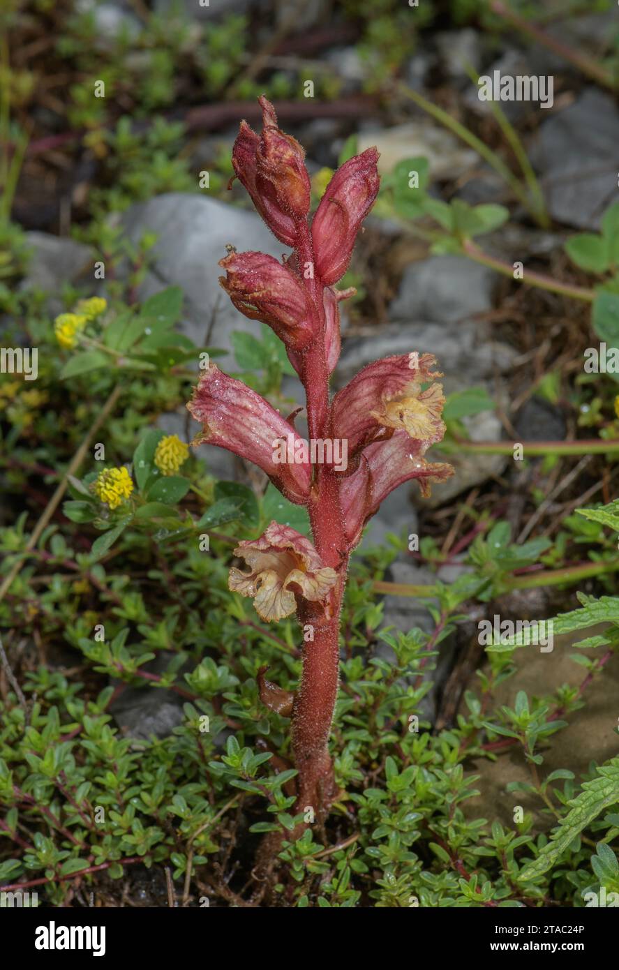 Thyme broomrape, Orobanche alba, parasitic on Wild Thyme Stock Photo ...