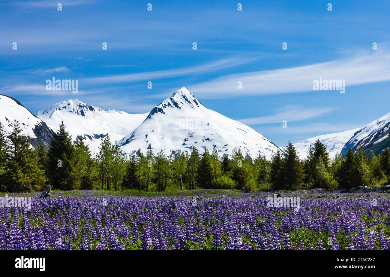 Meadow in mountain valley hi-res stock photography and images - Alamy