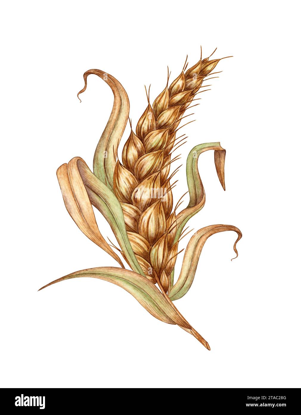 Watercolor illustration of ripe wheat cob with leaves, dried stem ...