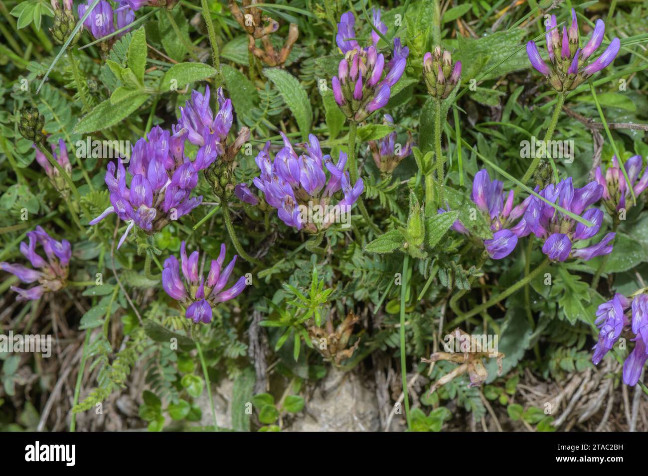 Purple milk-vetch, Astragalus danicus, in flower in pasture Stock Photo ...