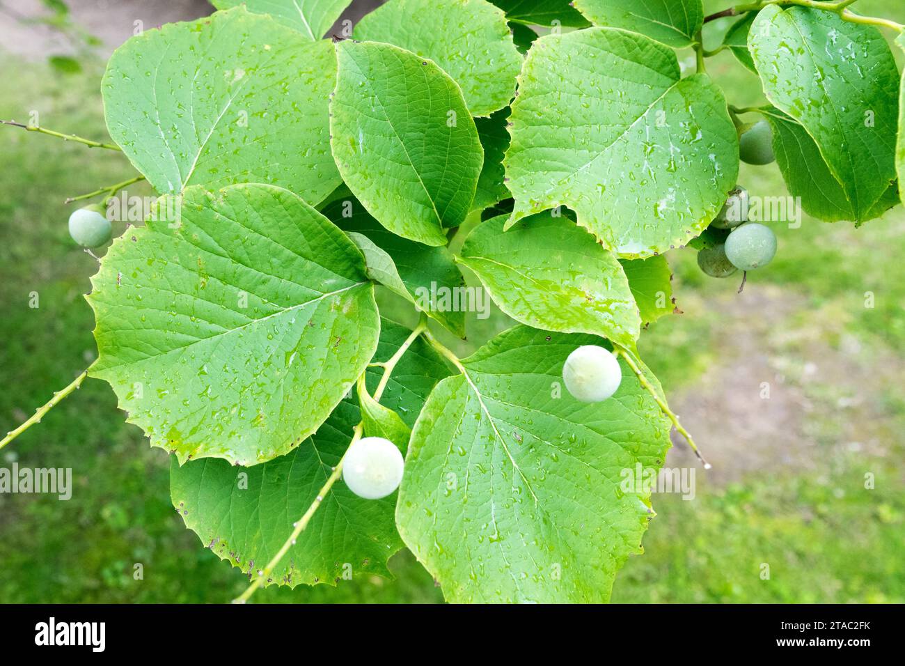 Fragrant Snowbell, leaves, Styrax obassia, Seeds Stock Photo - Alamy