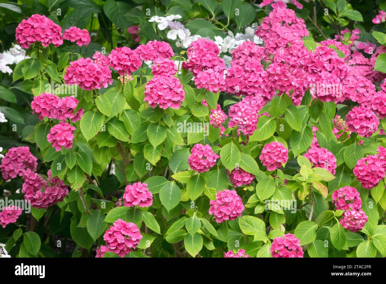 Hydrangea border hi-res stock photography and images - Alamy